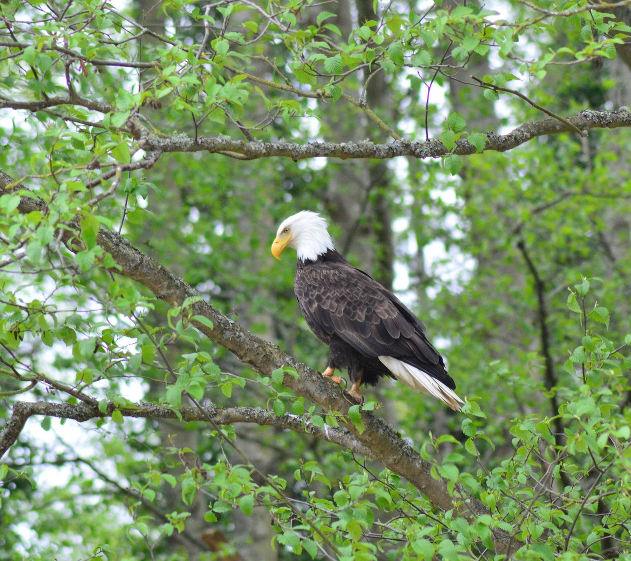 100+ Free American Eagle & Eagle Photos - Pixabay