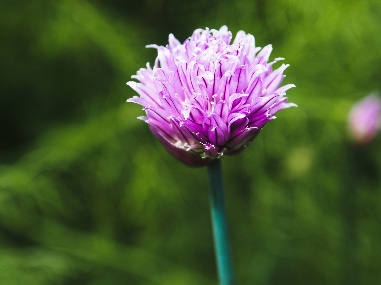 Chives Flower Isolated Background - Free photo on Pixabay - Pixabay