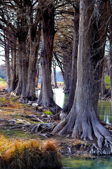 40,000+ Free Cypress Trees & Cypress Images - Pixabay
