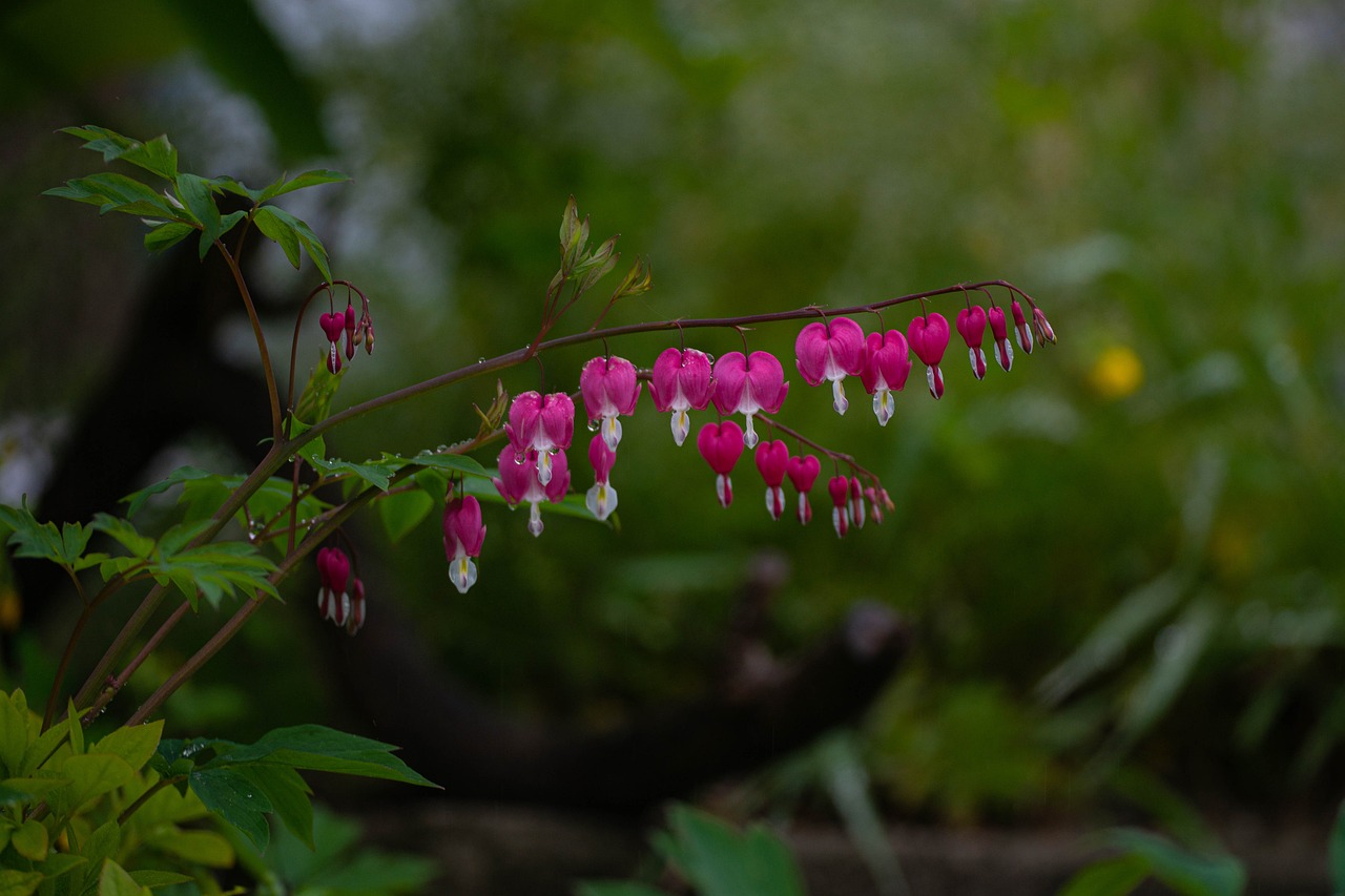 Wildflower Color Pink - Free photo on Pixabay
