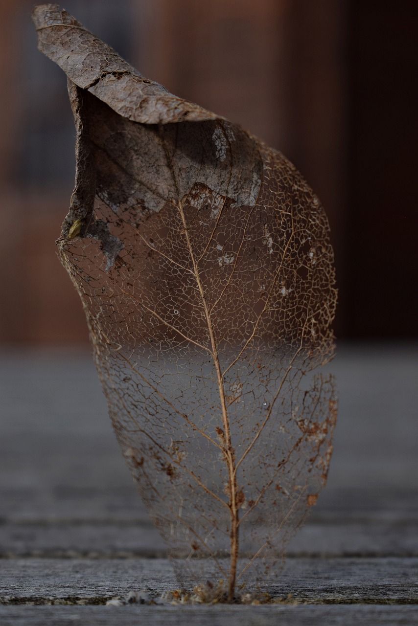 Fall Leaf Death To Free Photo On Pixabay Pixabay