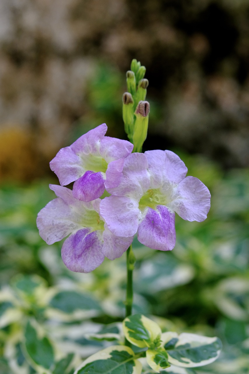 9+ Free Gangetica Asystasia & Nature Images - Pixabay