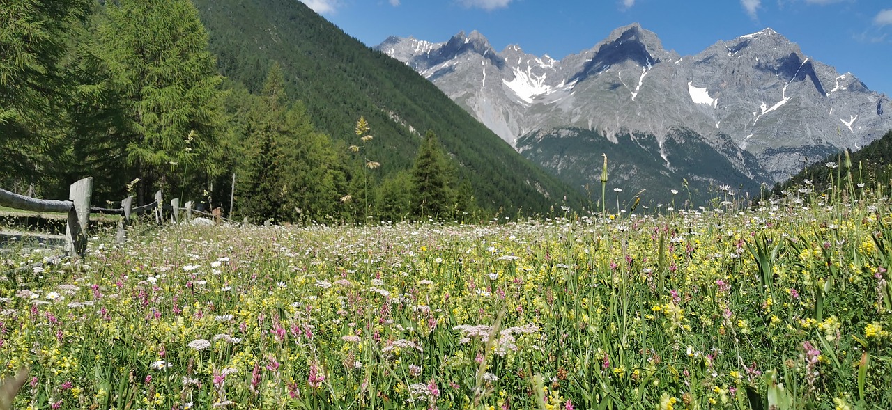Alpine Meadow ฤดูร้อน ทุ่งดอกไม้ - ภาพฟรีบน Pixabay - Pixabay