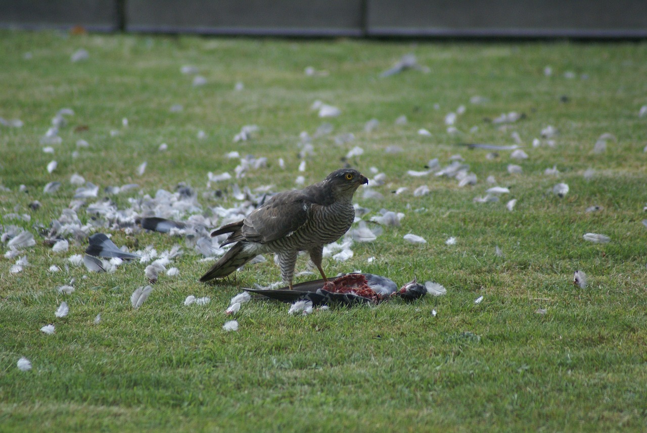Birds Of Prey Wolf Down Raptor - Free photo on Pixabay
