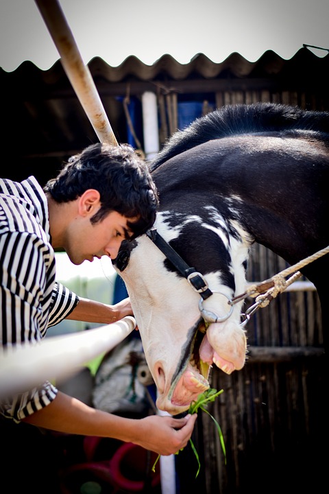 Male Model On Horse - Free photo on Pixabay - Pixabay