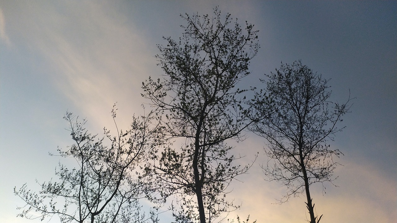 Arbre Paysage Ciel - Photo gratuite sur Pixabay - Pixabay