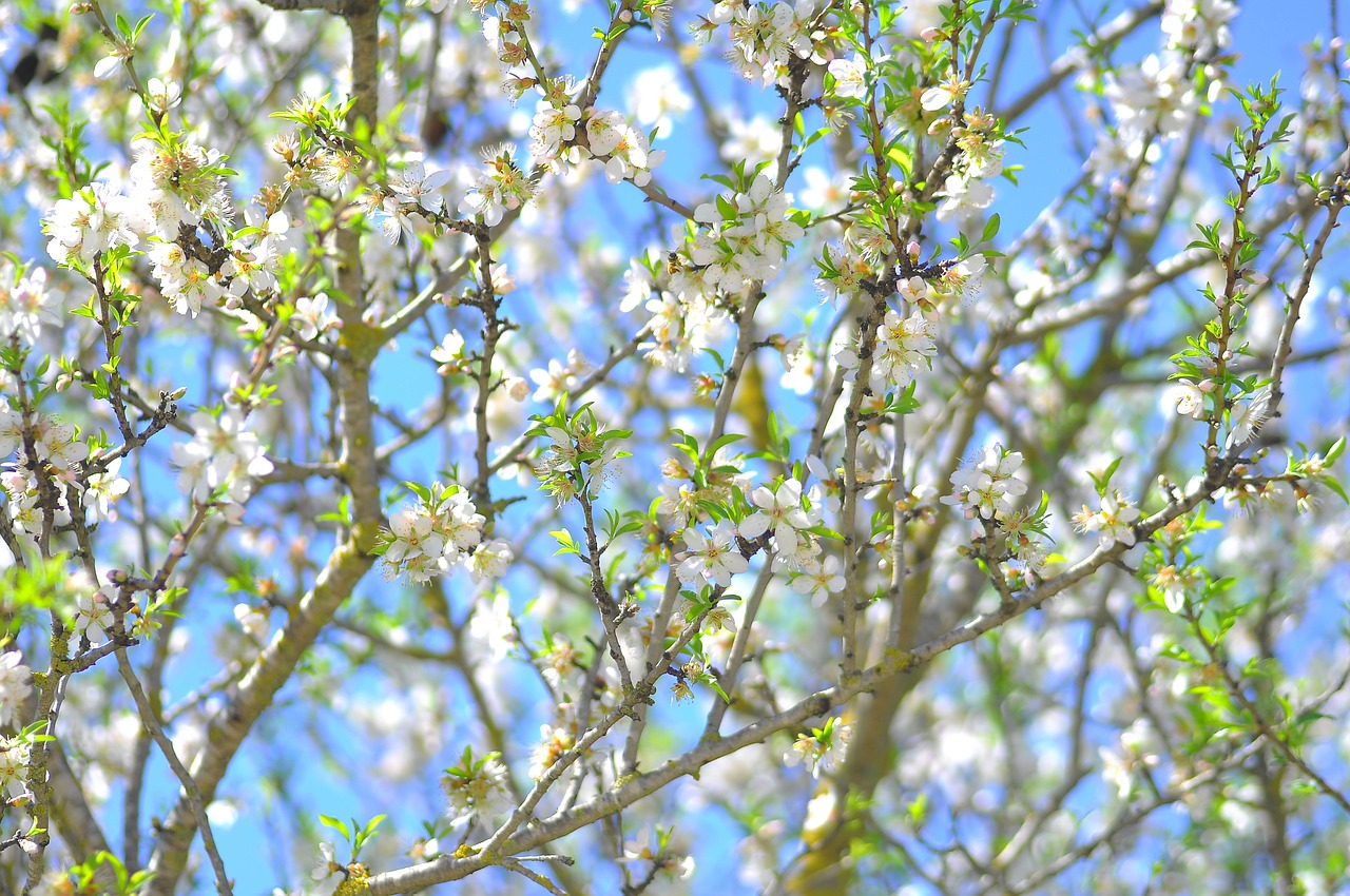Albero Di Mandorlo In Fiore Maia Shop | Mandorlo Artificiale | Piante