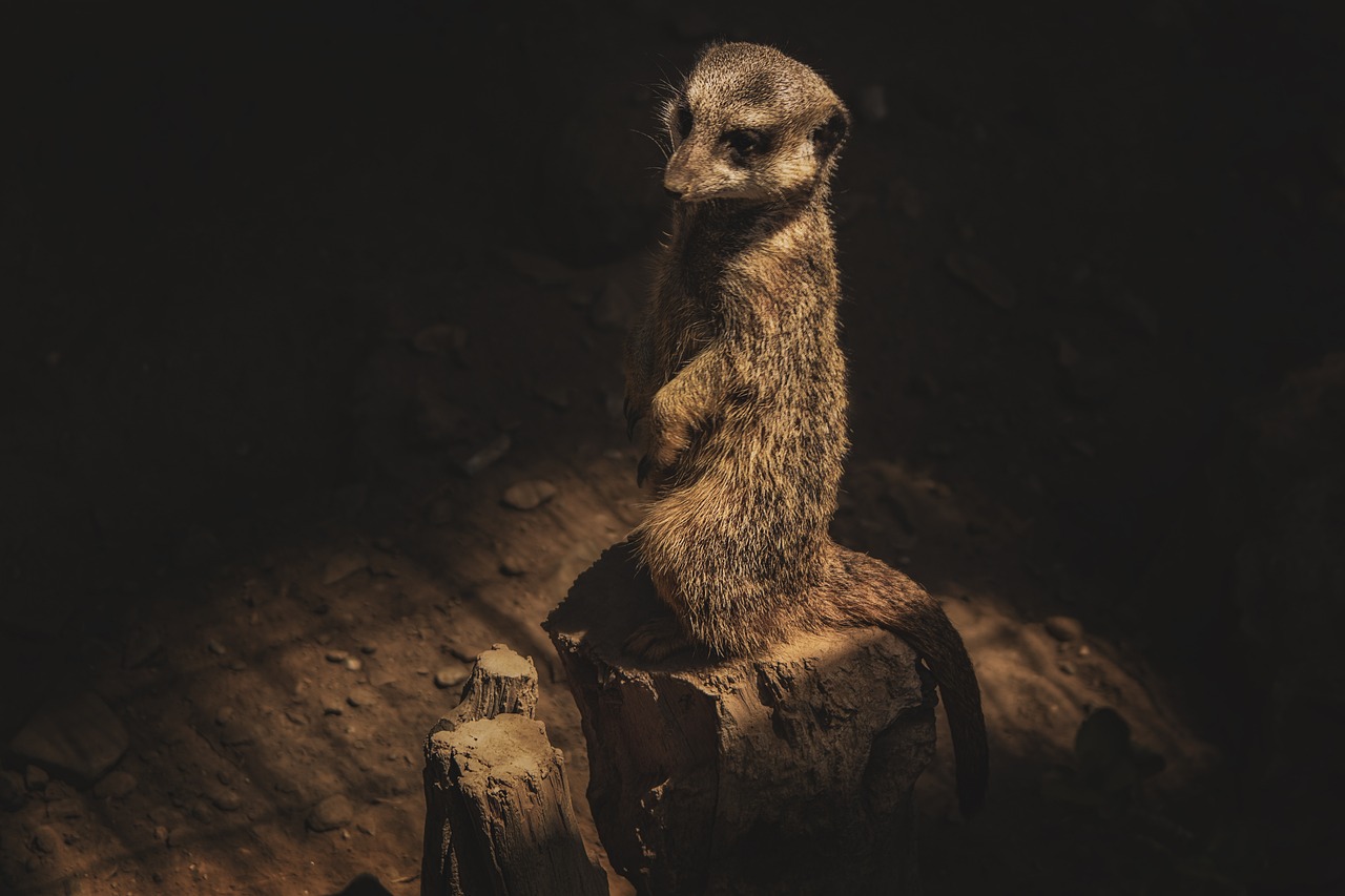 Meerkat Animal Mammal - Free photo on Pixabay - Pixabay