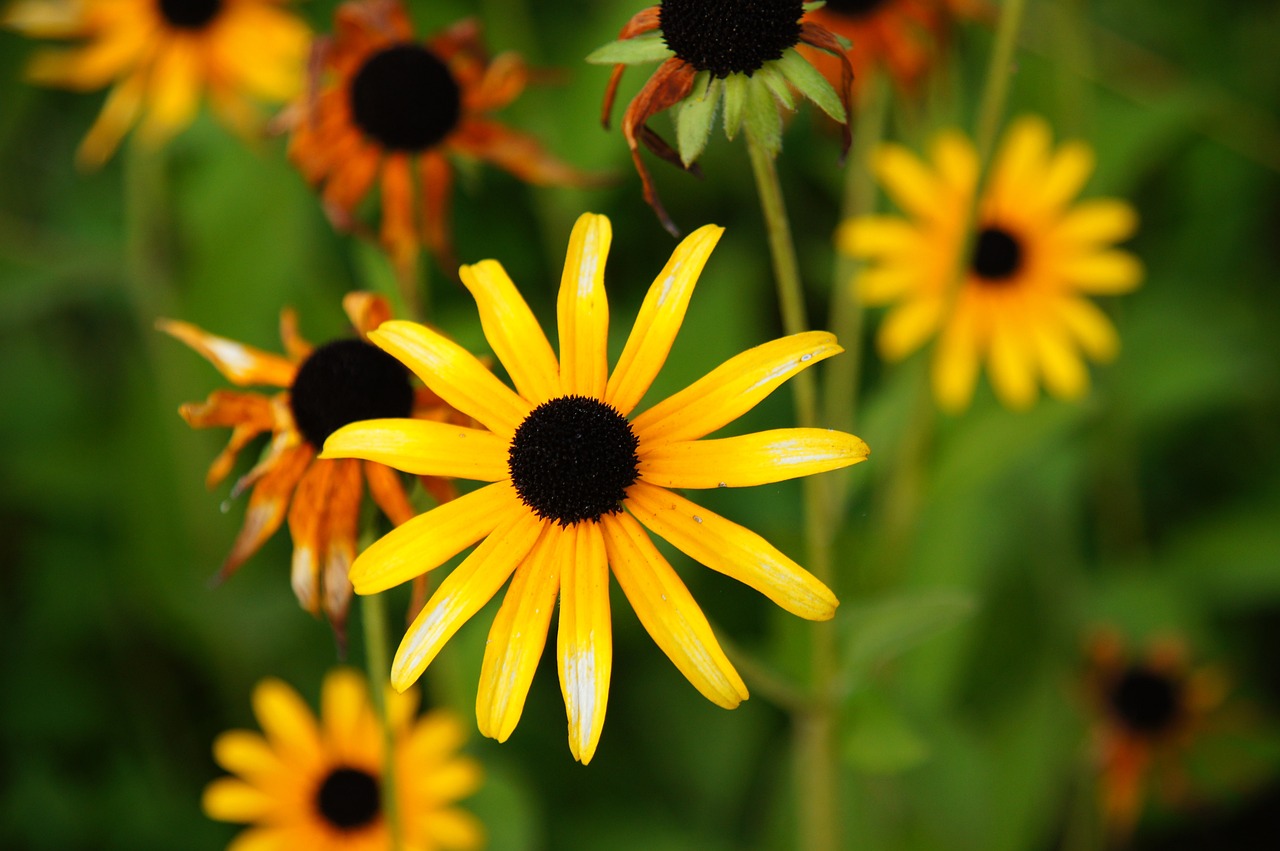 Flores Amarillo Color - Foto gratis en Pixabay - Pixabay