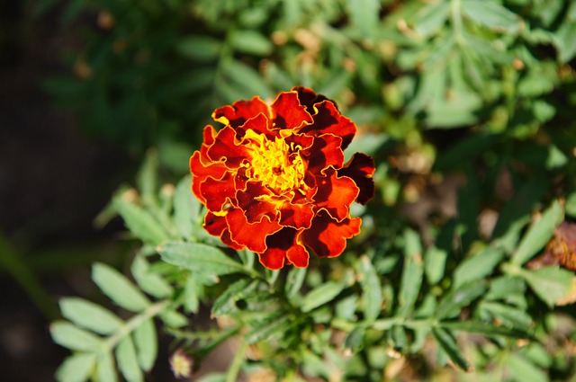 Fleur Souci Orange - Photo gratuite sur Pixabay - Pixabay