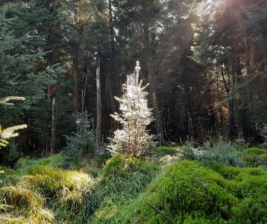 Baum Wald Landschaft - Kostenloses Foto auf Pixabay - Pixabay