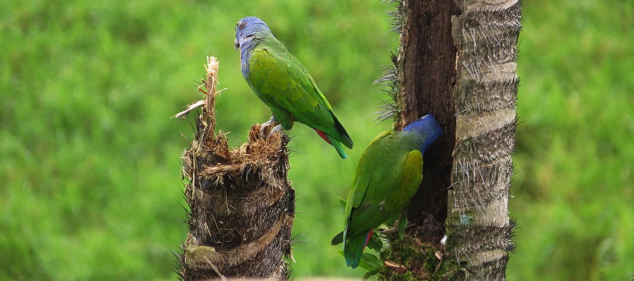 Naturaleza Aves Loros Verdes - Foto gratis en Pixabay - Pixabay