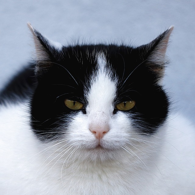 Chat Portrait Les Yeux - Photo gratuite sur Pixabay - Pixabay