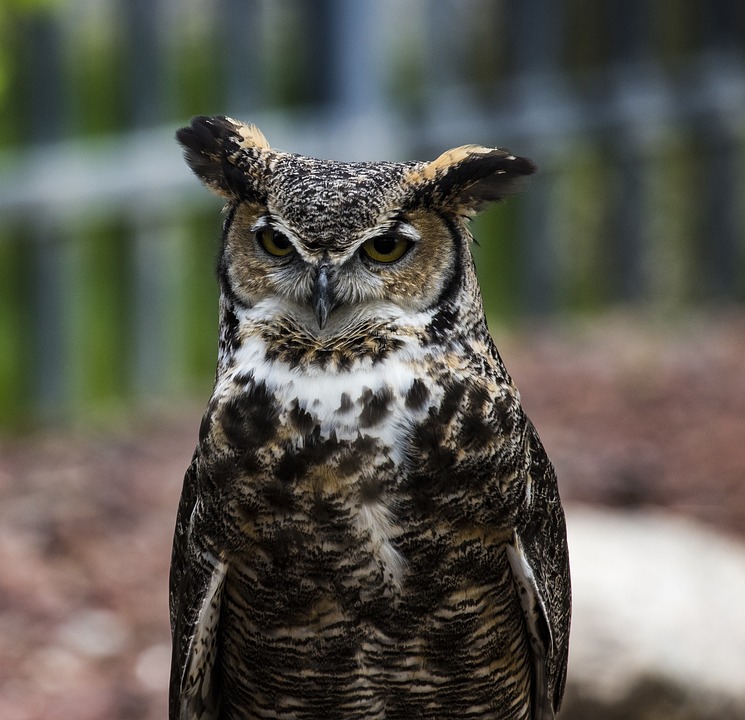 Hibou Oiseau Rapace - Photo gratuite sur Pixabay - Pixabay