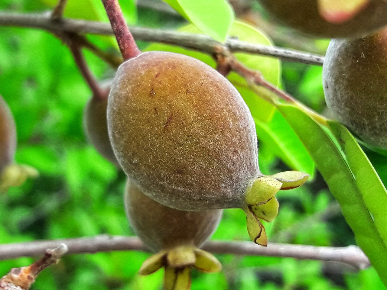 Mais de 20 imagens grátis de Cerrado Brasileiro e Cerrado - Pixabay