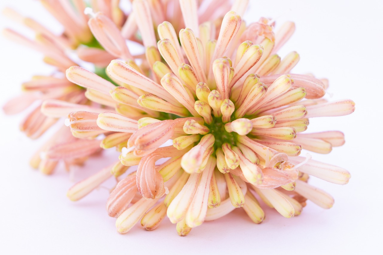 Fortune Flower Bloom - Free photo on Pixabay