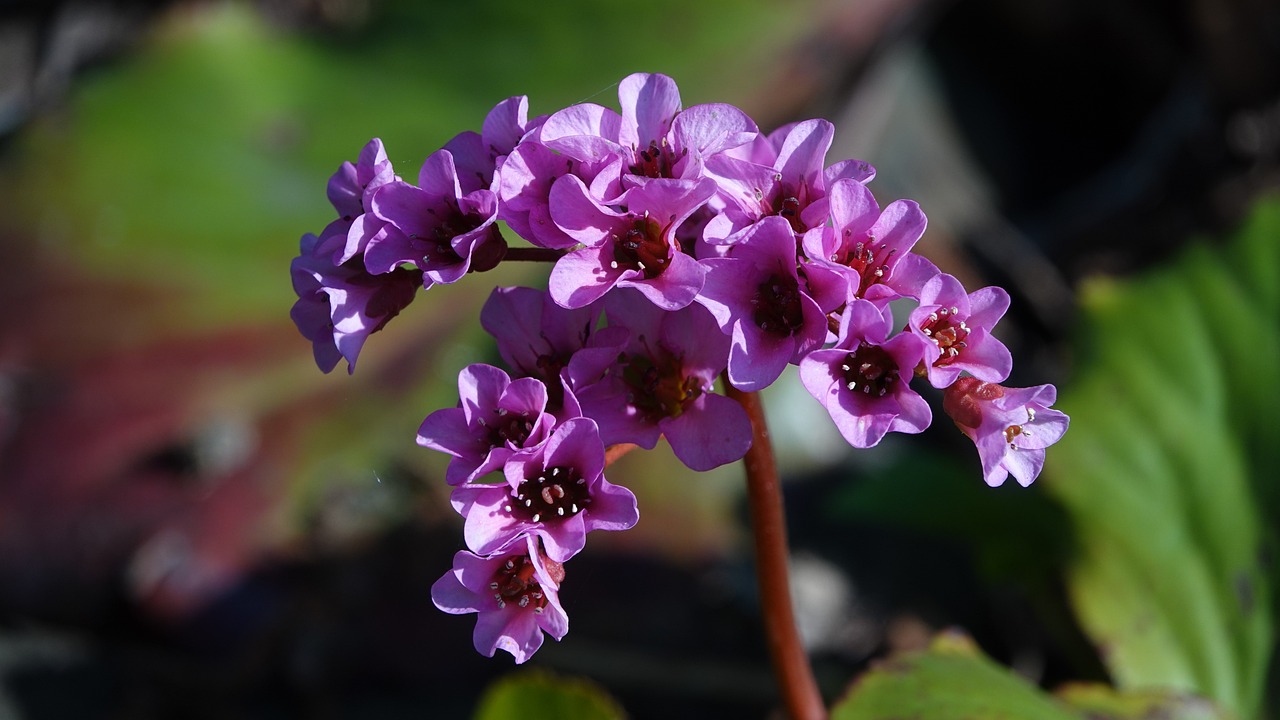 Flower Plant Pink - Free photo on Pixabay - Pixabay
