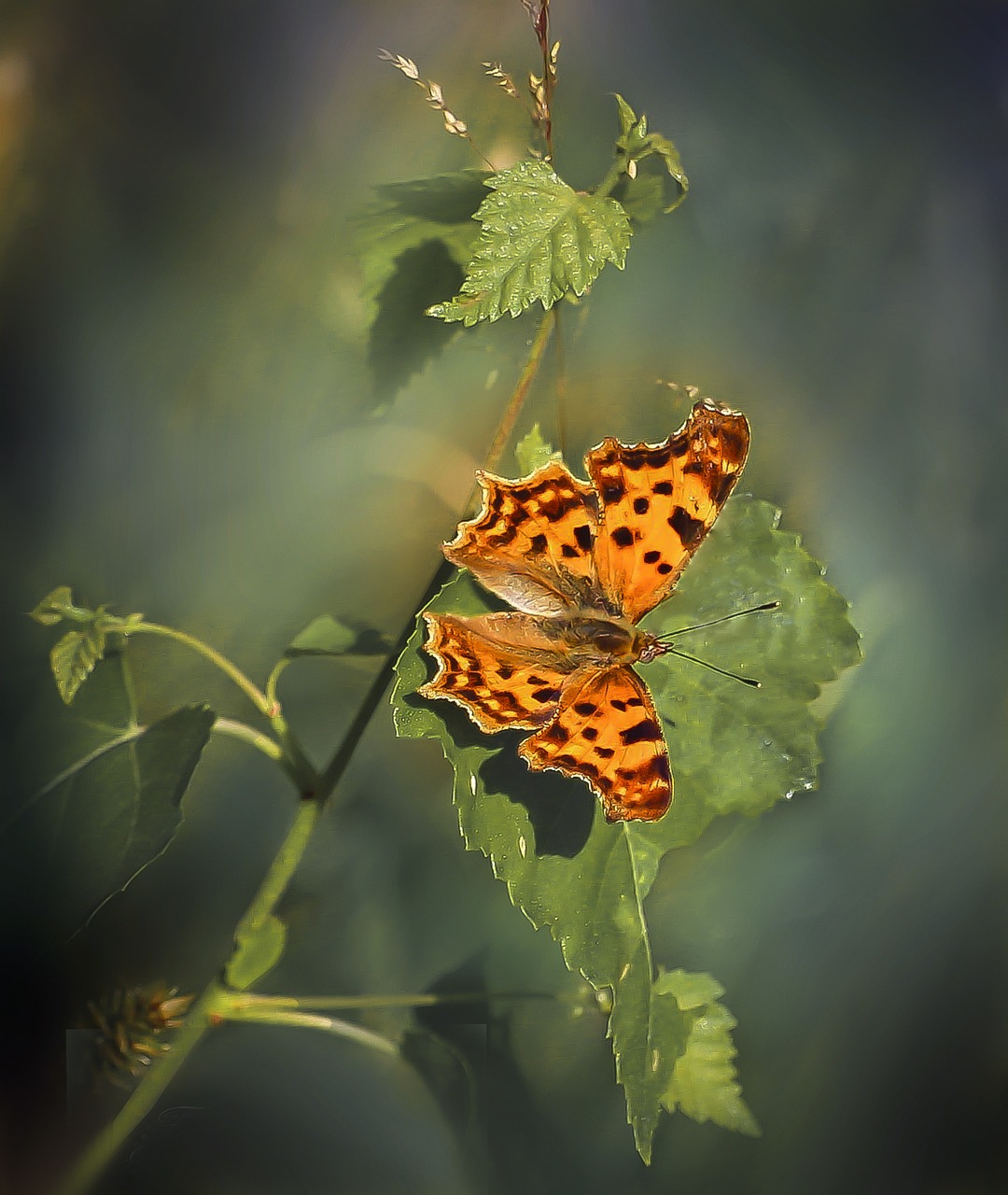 Butterfly Butterflies Insect - Free photo on Pixabay