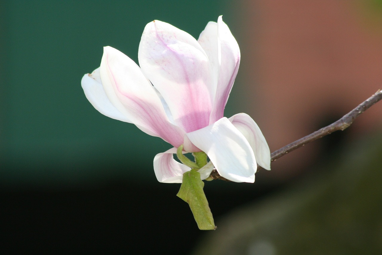 100,000+ Free Drzewo Tulipanowe Kwitnie & Tree Images - Pixabay