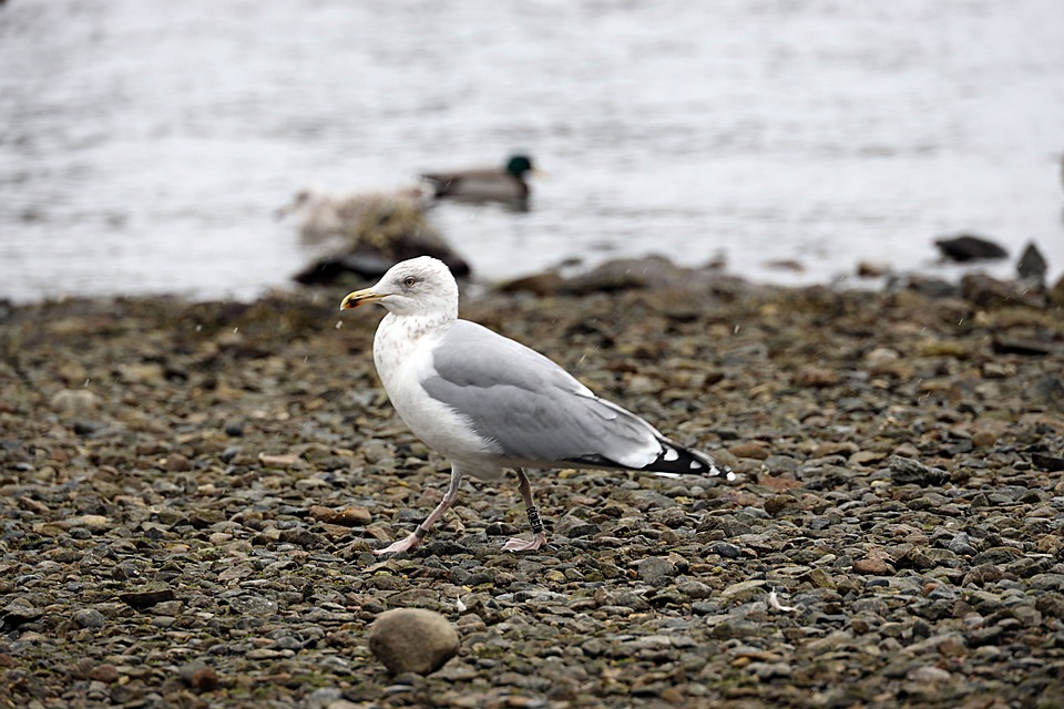 Seagull Bird Sea - Free photo on Pixabay - Pixabay