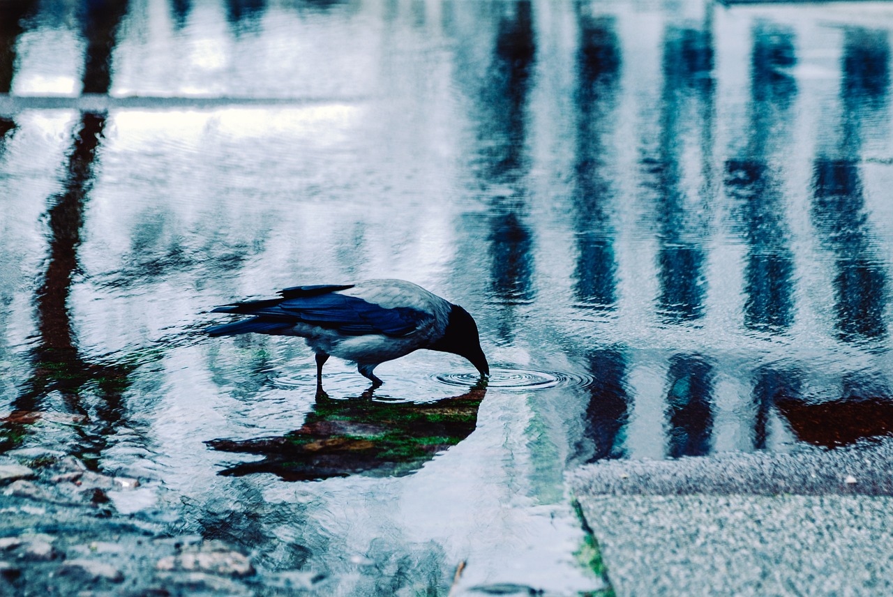 Crow Water Bird - Free photo on Pixabay