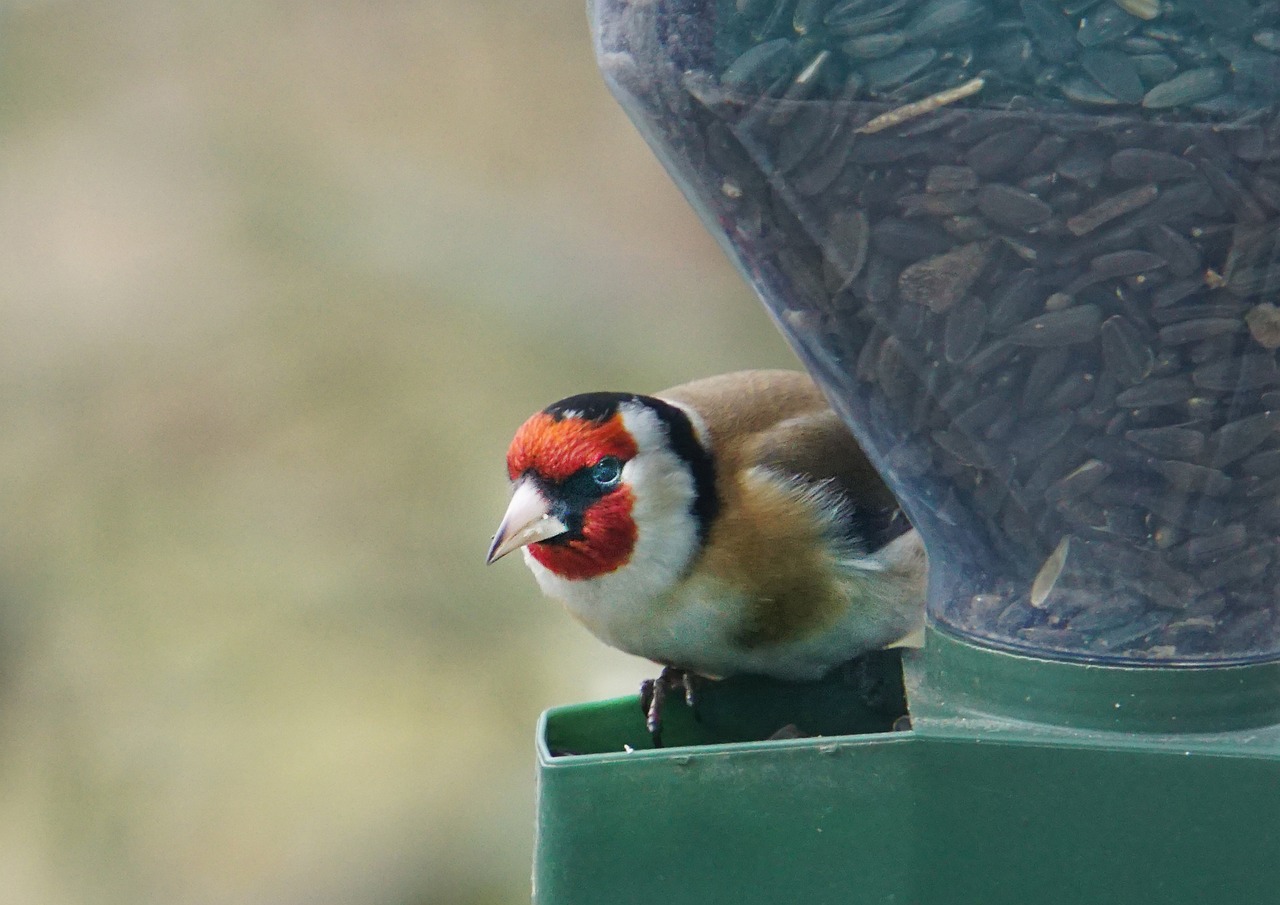 La Nature Jardins Des Oiseaux - Photo gratuite sur Pixabay - Pixabay