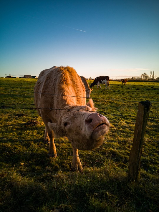 Cow Meadow Cows - Free photo on Pixabay