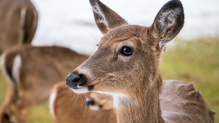 Plus de 500 images de Biche et de Cerf - Pixabay