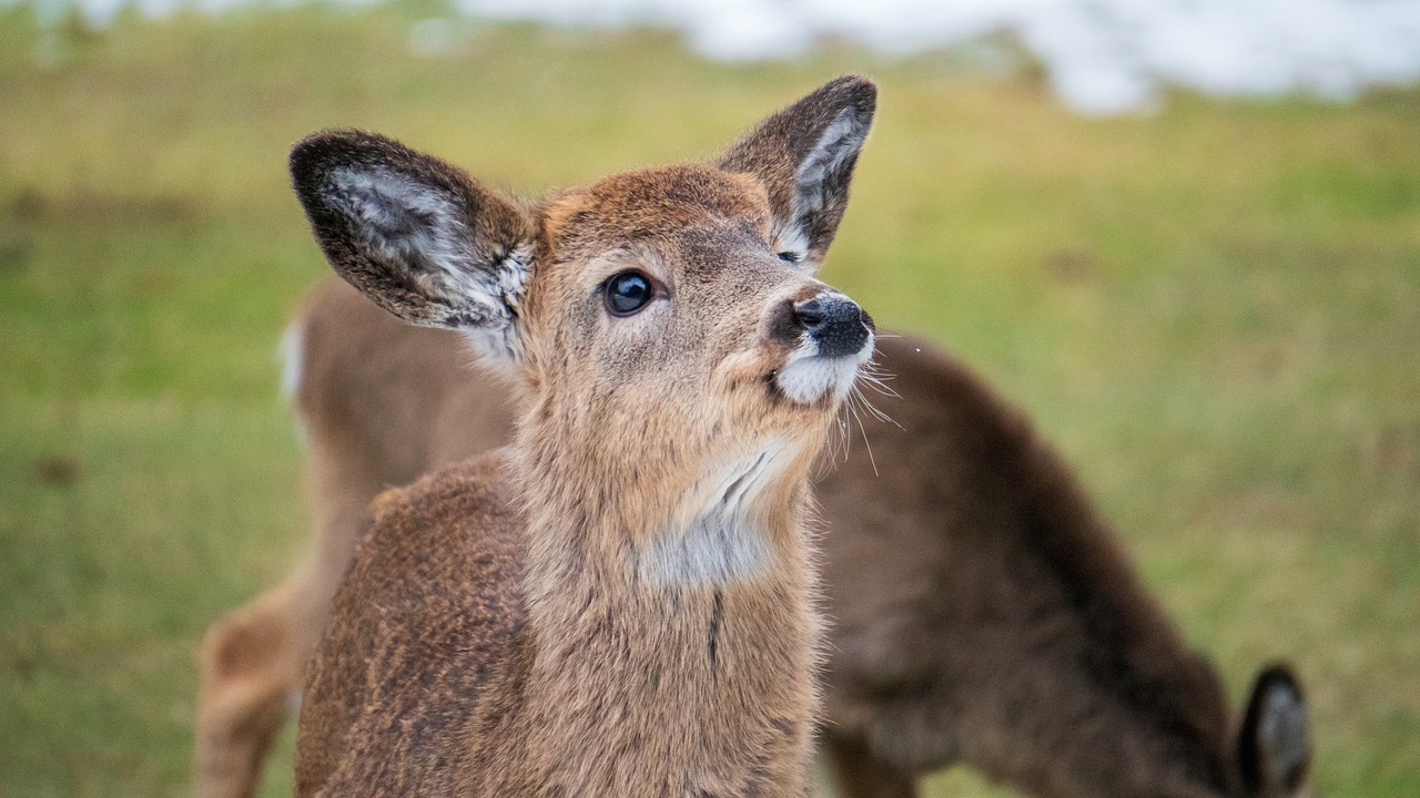 30,000+ Free Baby Deer & Deer Images - Pixabay
