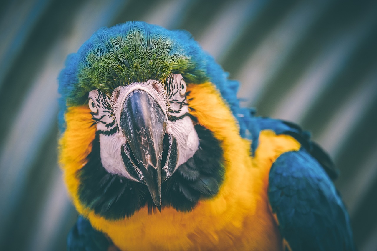 Ère Perroquet Ara - Photo gratuite sur Pixabay - Pixabay