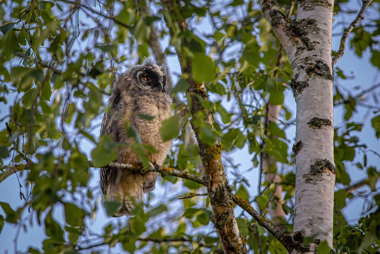 Long-Eared Owl Asio Otus - Free photo on Pixabay - Pixabay