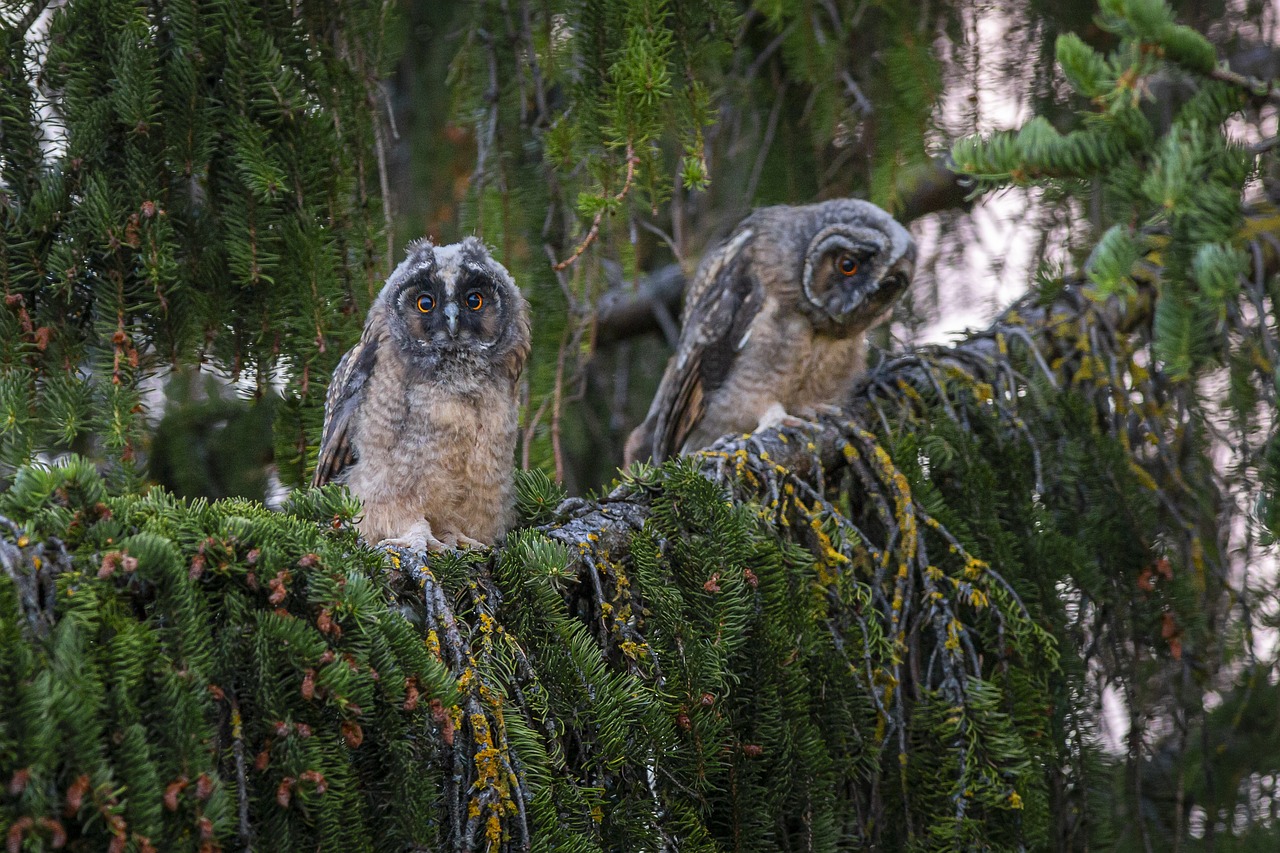 Long-Eared Owl Asio Otus - Free photo on Pixabay - Pixabay