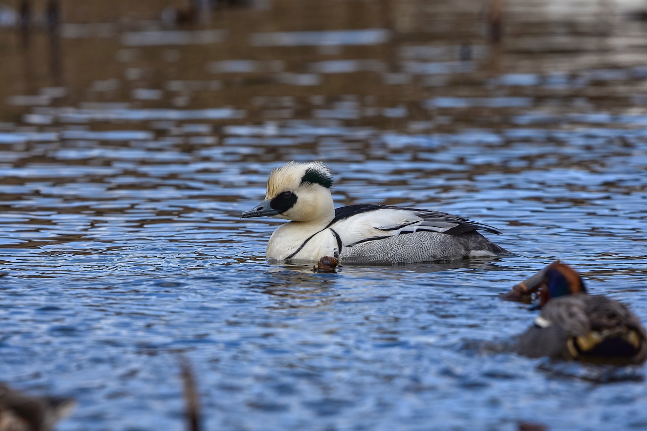 Animal Pond Water - Free photo on Pixabay