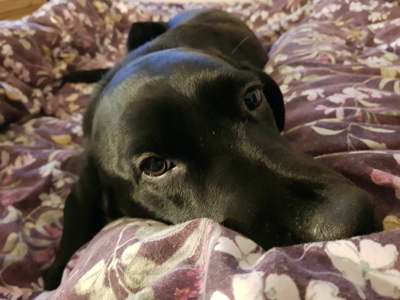 Dog Black Labrador Pet - Free photo on Pixabay - Pixabay
