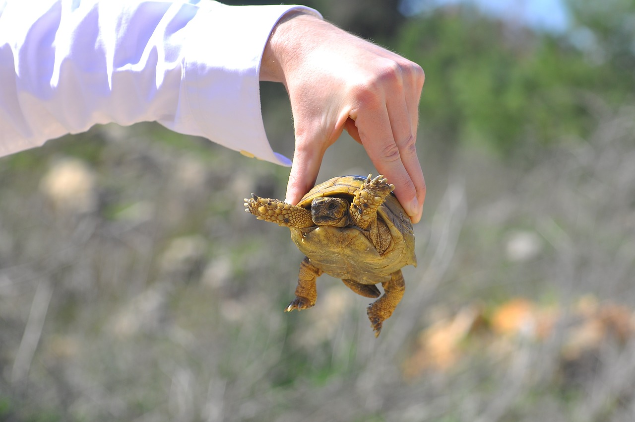 Tortuga Animal Naturaleza - Foto gratis en Pixabay - Pixabay