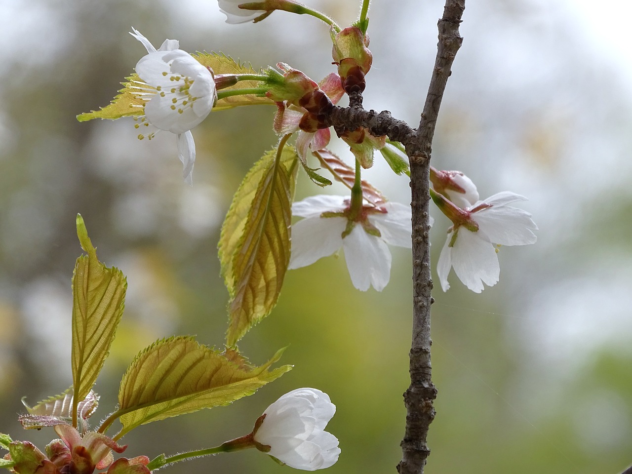 Bunga Sakura Lanskap Musim Semi - Foto gratis di Pixabay - Pixabay