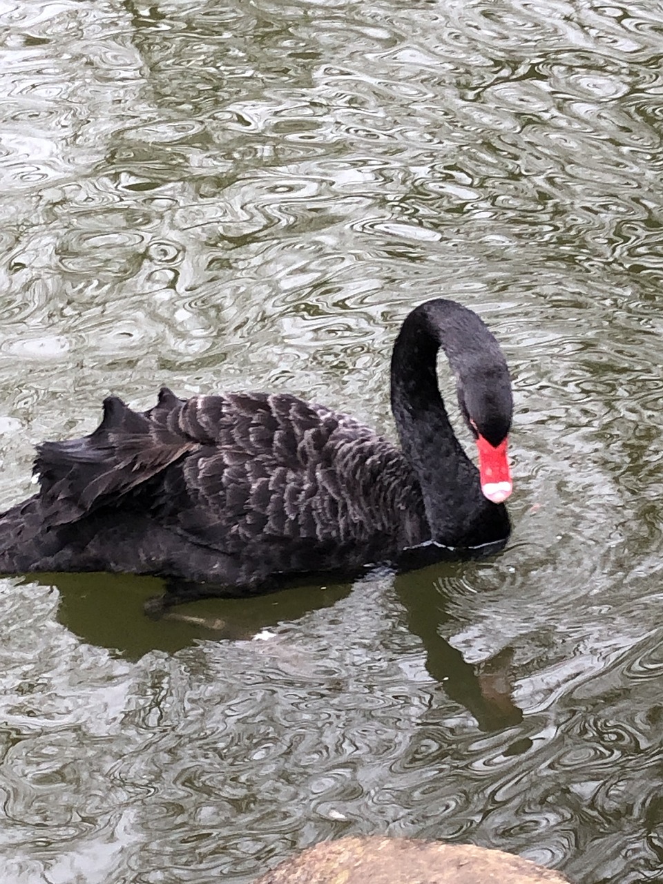 Black Swan - Photo gratuite sur Pixabay - Pixabay