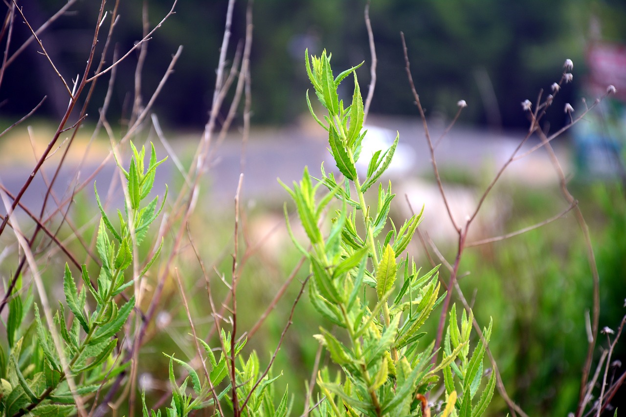 Nature Grass Summer - Free photo on Pixabay - Pixabay