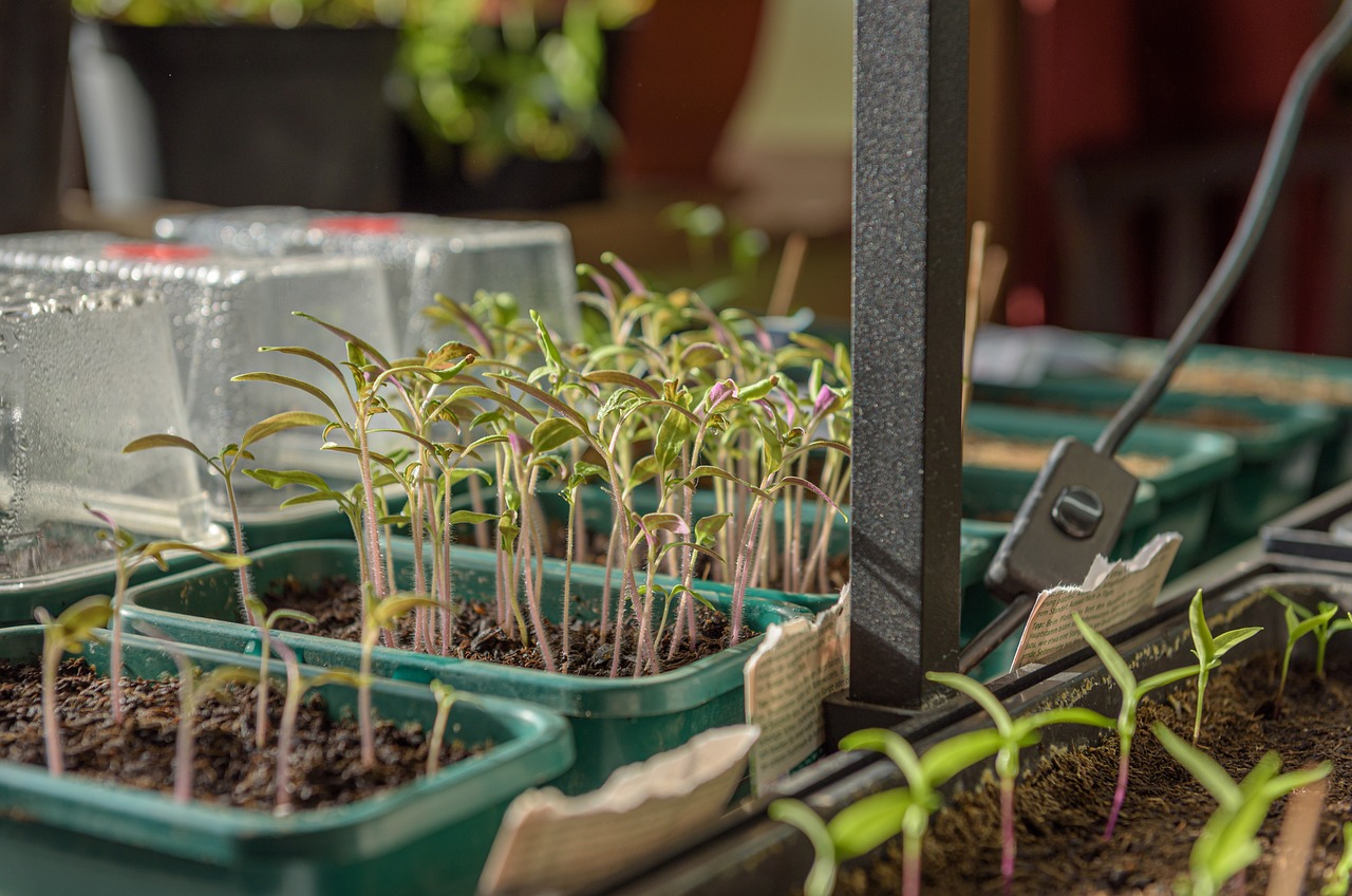 Young Plants Cultivate Seedlings - Free photo on Pixabay - Pixabay
