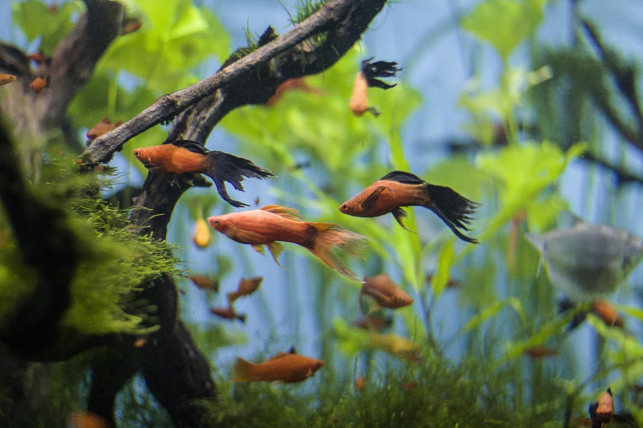 Aquarium Fish Background - Free photo on Pixabay - Pixabay