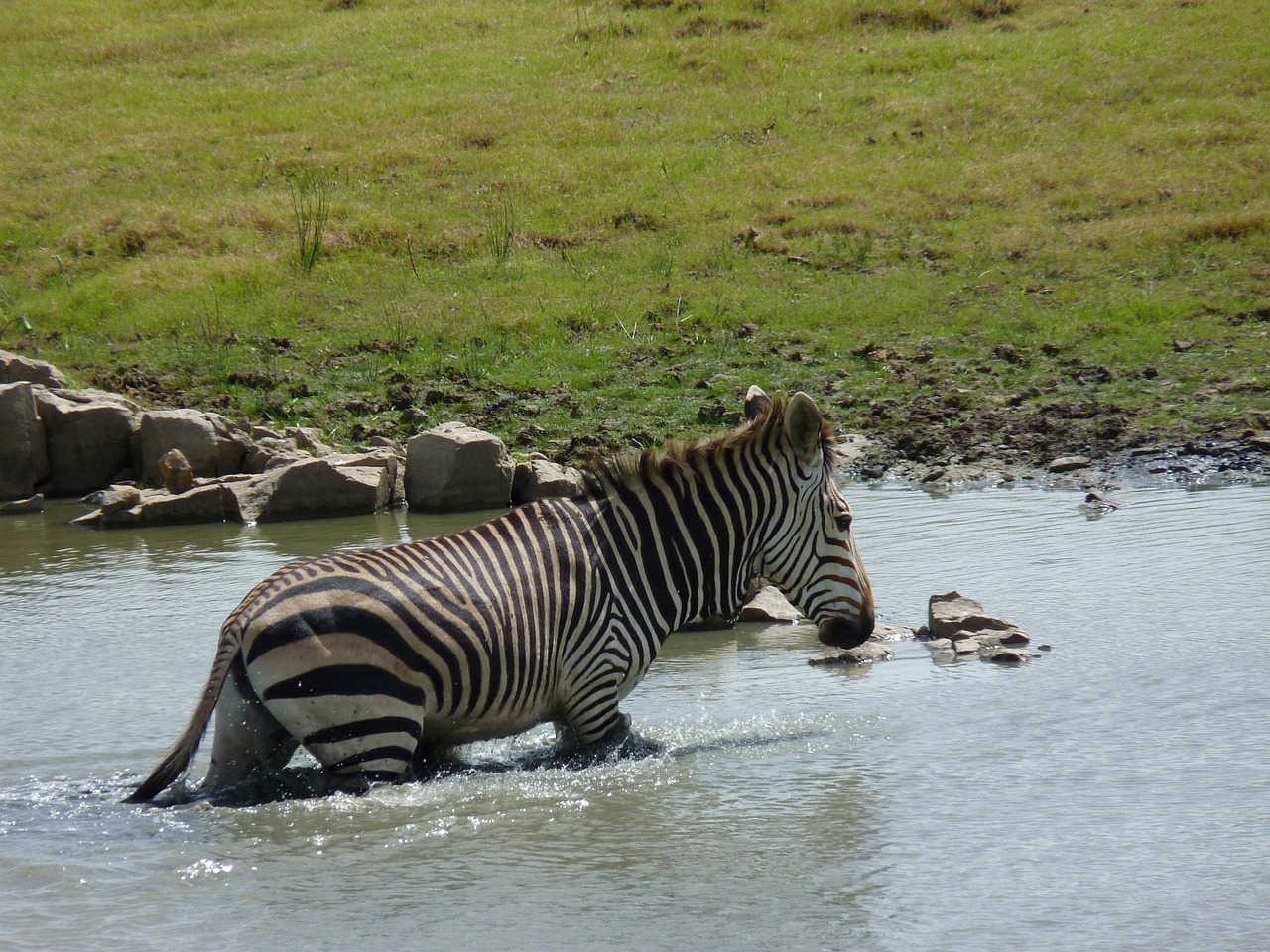 Hartmann Zebra A Hegyi - Ingyenes fotó a Pixabay-en - Pixabay