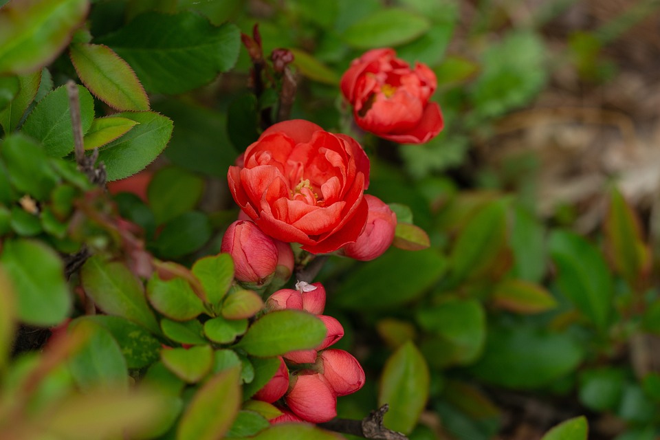 A Master Flower Red Spring - Free photo on Pixabay - Pixabay