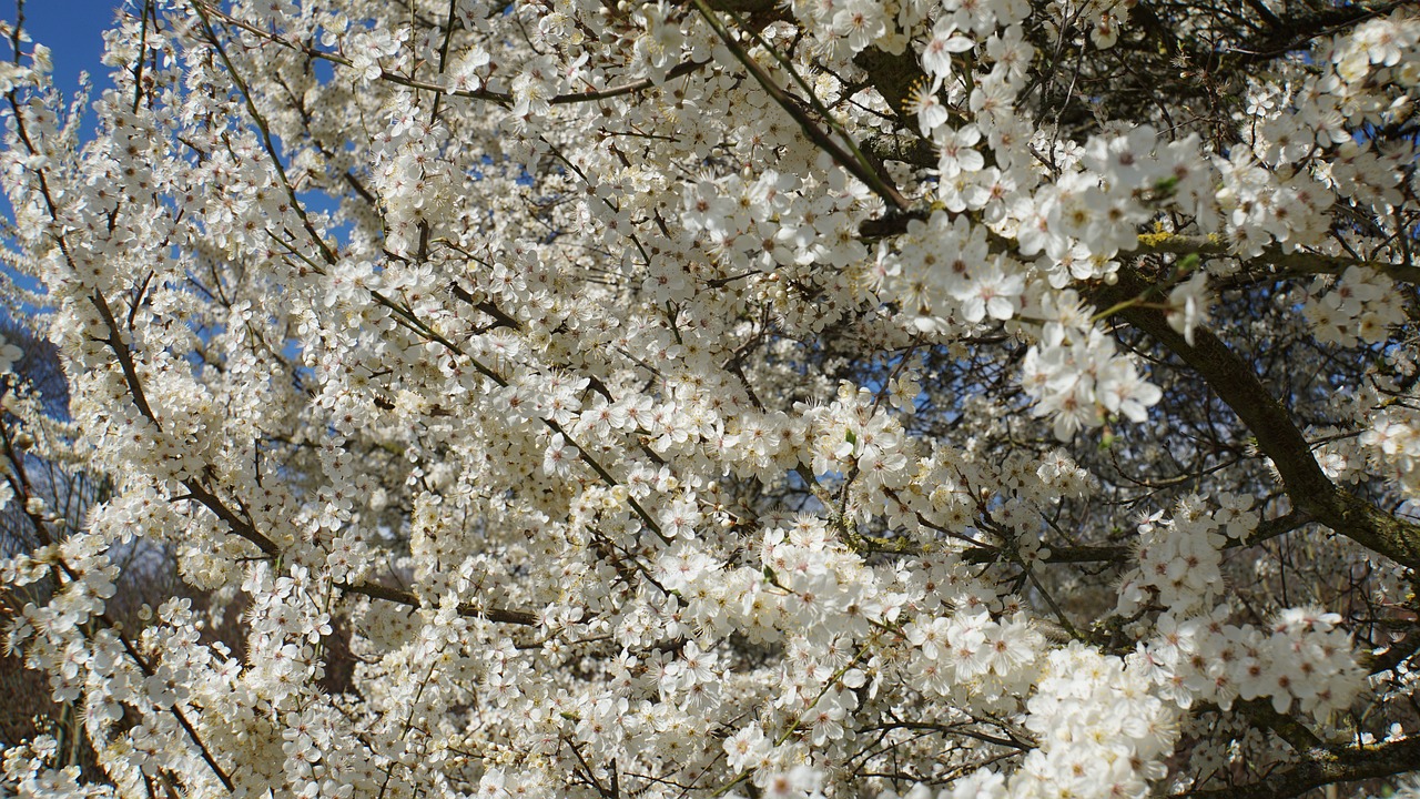 Sea Of Flowers Spring March - Free photo on Pixabay - Pixabay