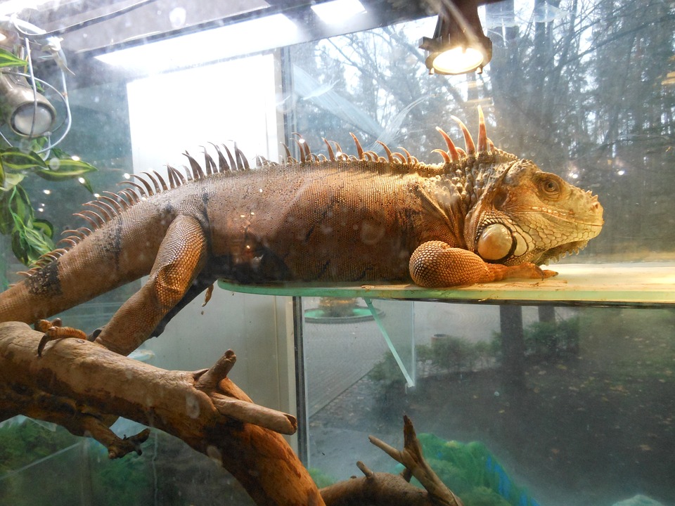 Eguana Aquarium - Free photo on Pixabay - Pixabay