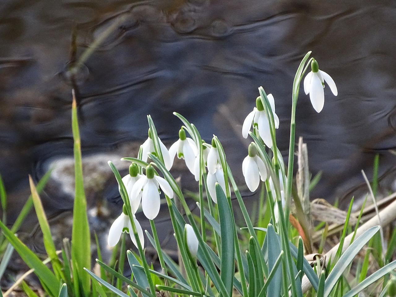 Spring Snowdrops Wallpaper Flowers
