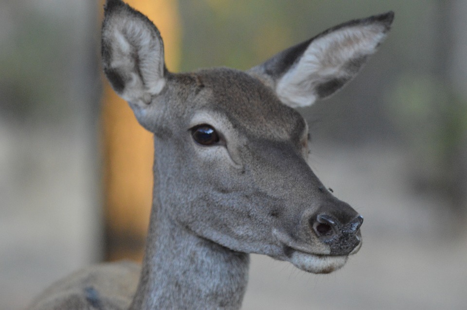Animal Selvagem Hervívoro - Foto gratuita no Pixabay - Pixabay