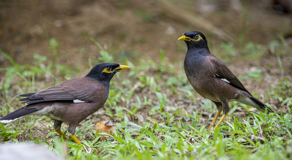 Common Myna Acridotheres Tristis - Free photo on Pixabay