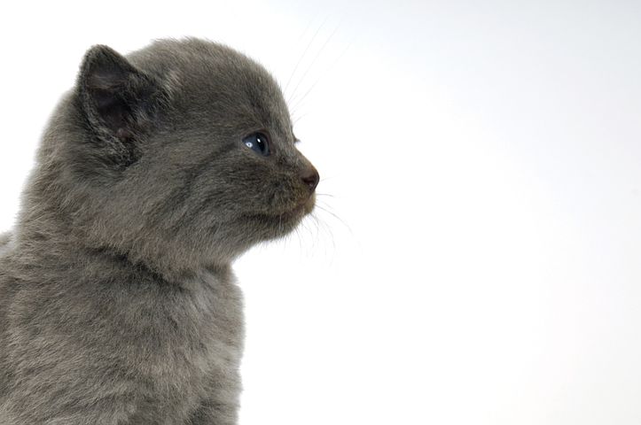 200+ Gambar Profil Kucing & Kucing Gratis - Pixabay