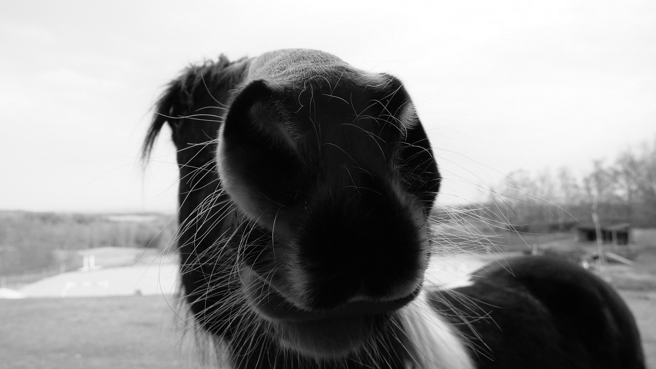 Cheval Tête De Animal Les - Photo gratuite sur Pixabay - Pixabay