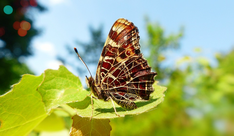Mermaid Kratkowiec Form Spring - Free photo on Pixabay